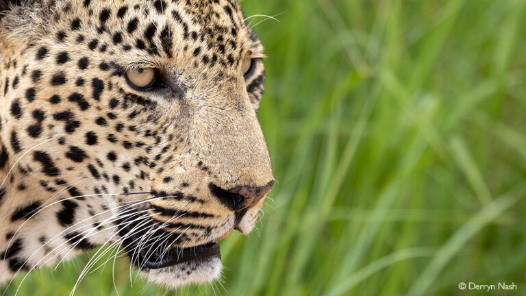Spot the difference – do leopards inherit their patterns from their ...