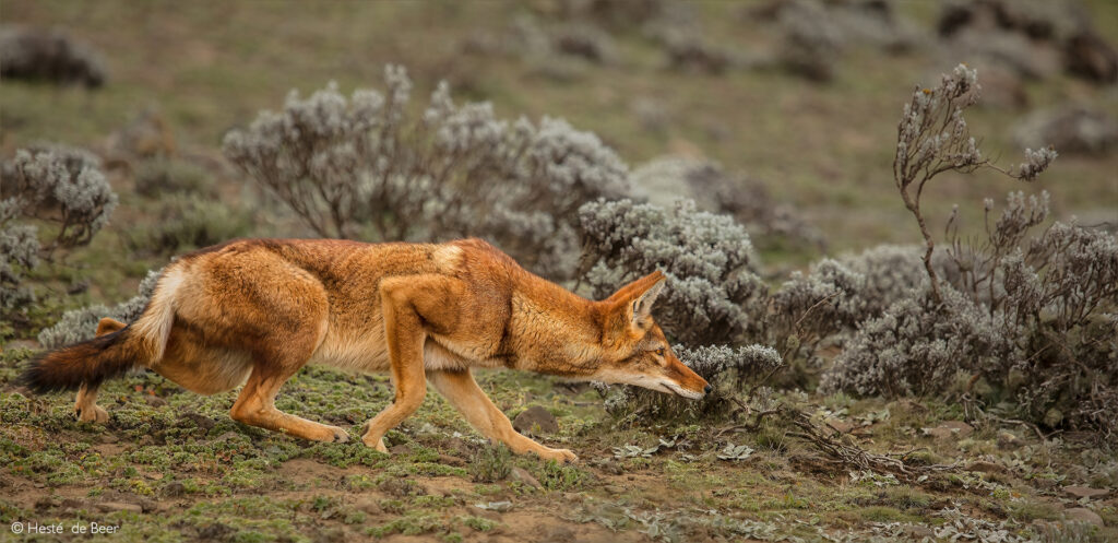 Ethiopian wolf - Africa Geographic