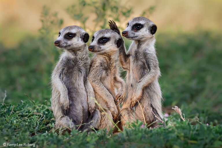 15 top African wildlife experiences - Africa Geographic