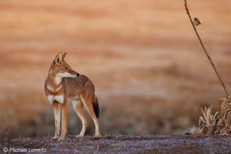 Ethiopian wolf - Africa Geographic