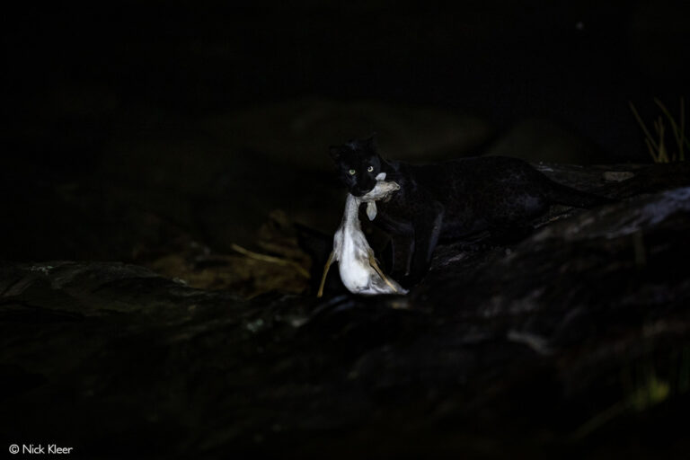 15 top African wildlife experiences - Africa Geographic