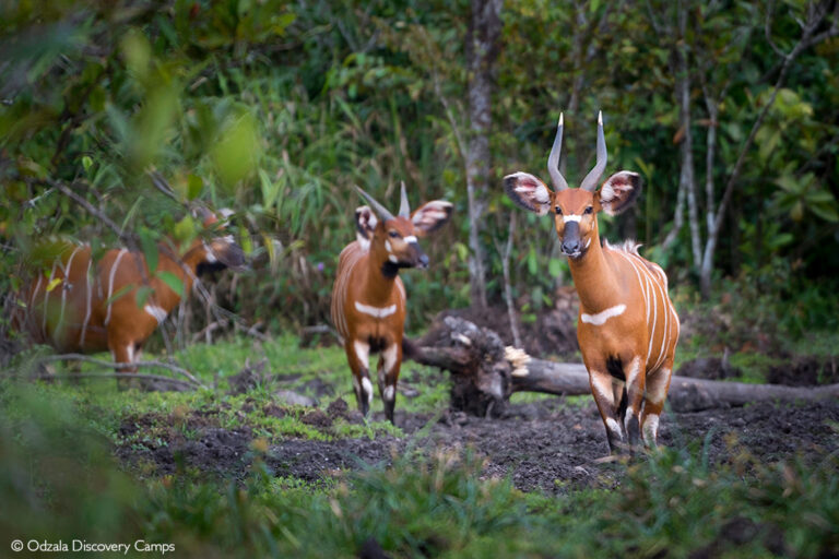 The bongo - Africa Geographic