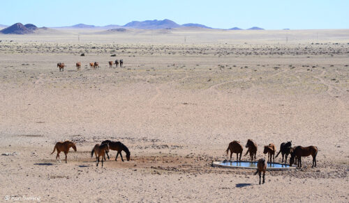 On the brink: Namibia’s wild desert horses - Africa Geographic