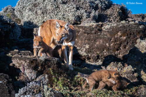 Ethiopian wolf - Africa Geographic
