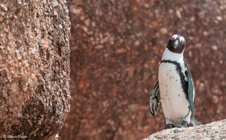 Come on a safari to enjoy the top African wildlife experiences