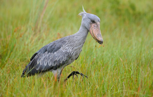 Come on a safari to enjoy the top African wildlife experiences