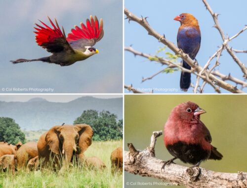 Uganda birding bonanza - Africa Geographic
