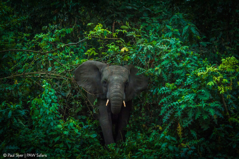 Kibale National Park - Africa Geographic