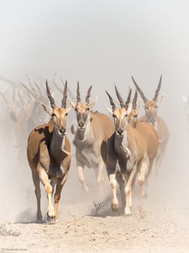 Eland - Africa Geographic