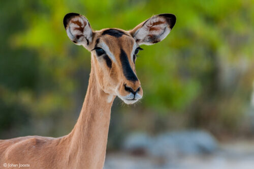 Impala - Africa Geographic