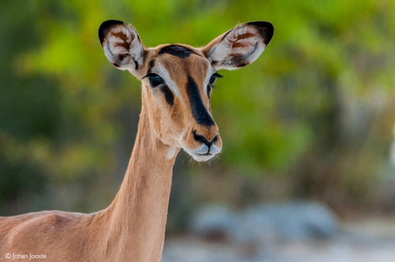 Impala - Africa Geographic