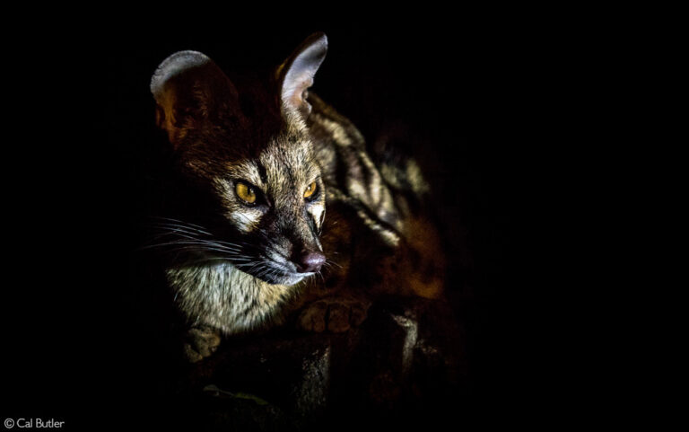 Genets of Africa - Africa Geographic