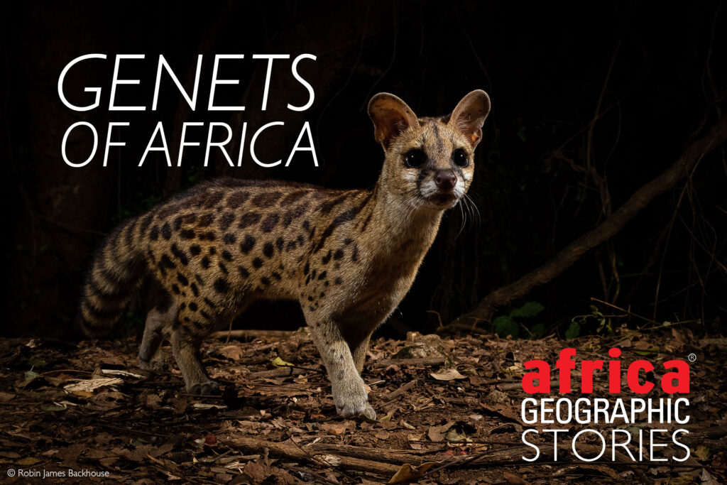 Genets of Africa - Africa Geographic