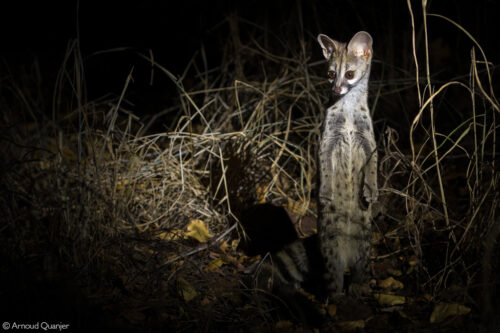 Genets of Africa - Africa Geographic