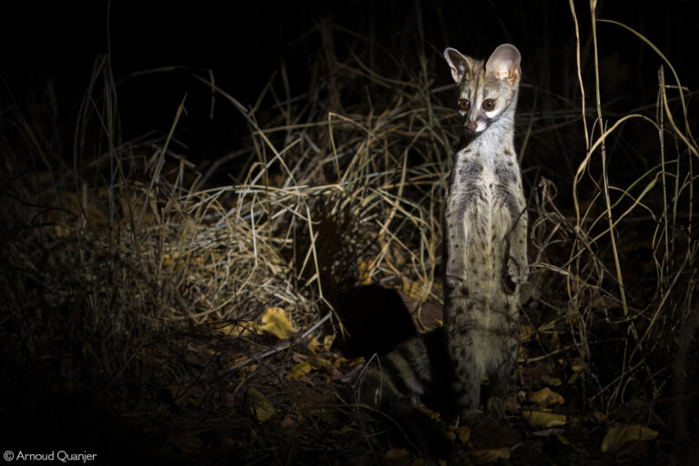 Genets of Africa - Africa Geographic