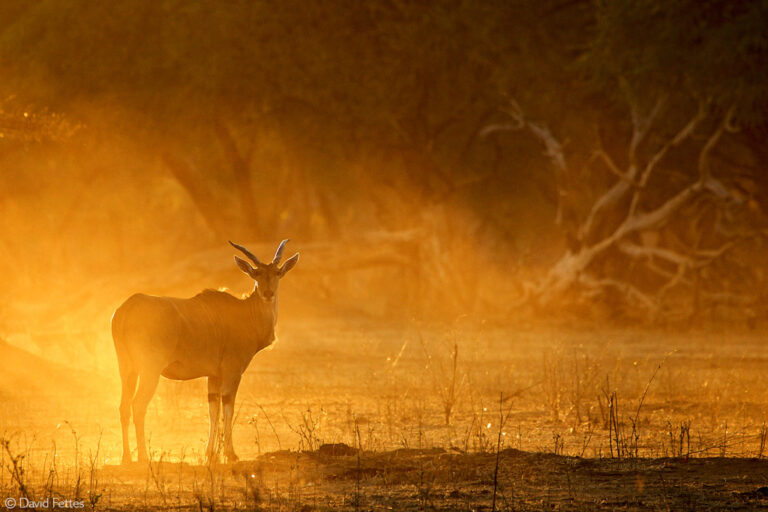 Eland - Africa Geographic
