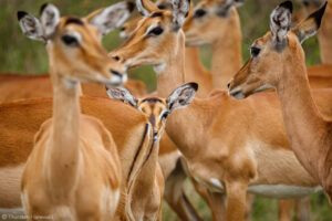 Impala - Africa Geographic