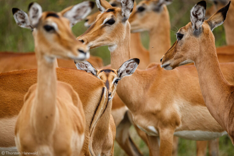 Impala - Africa Geographic