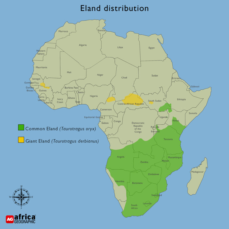 Eland - Africa Geographic