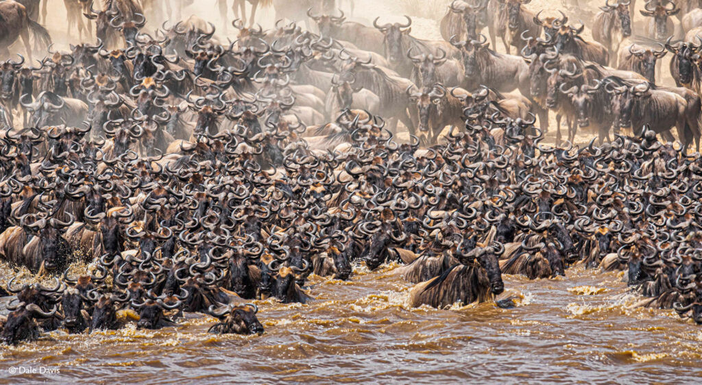 Wildebeest - Africa Geographic