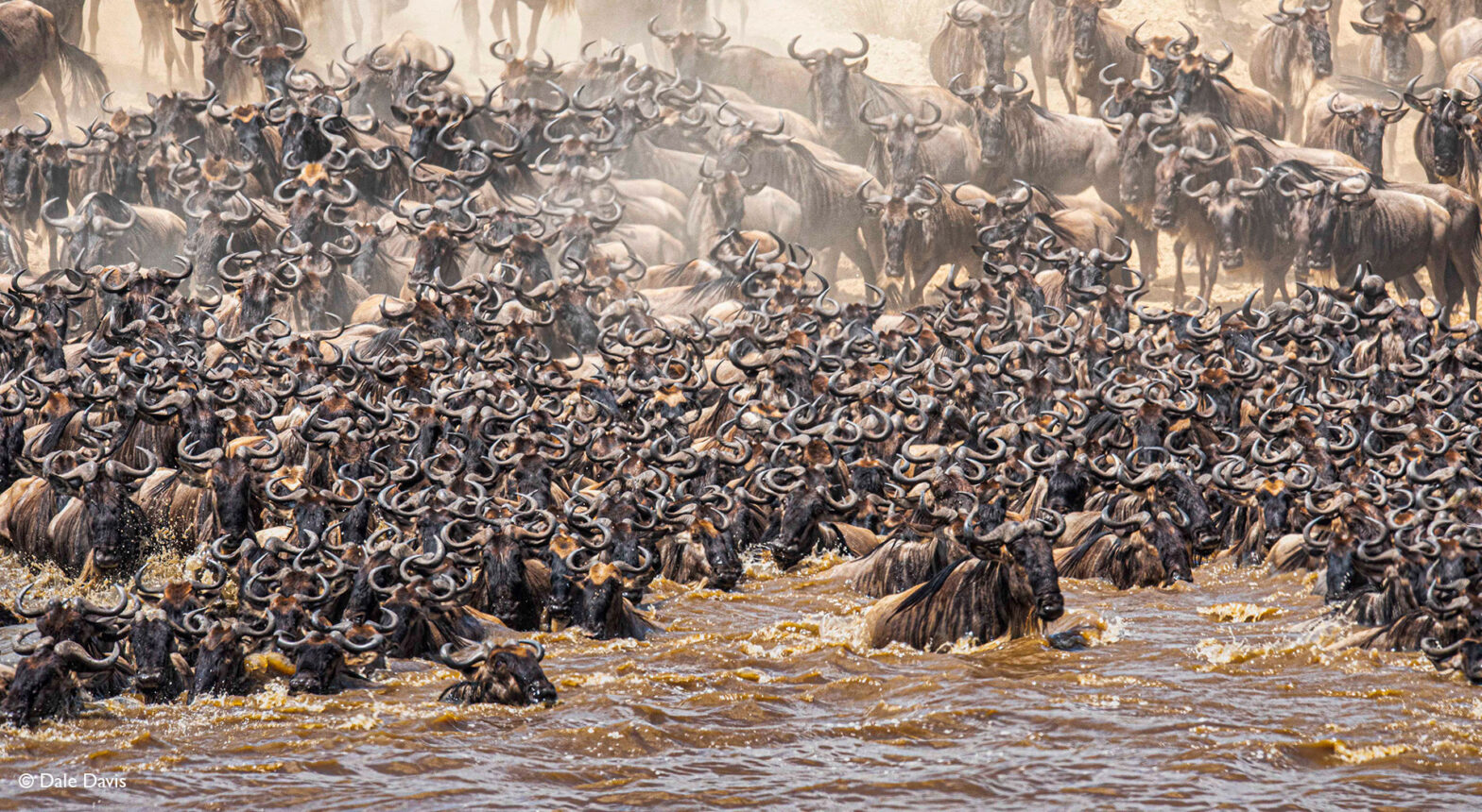 Wildebeest - Africa Geographic