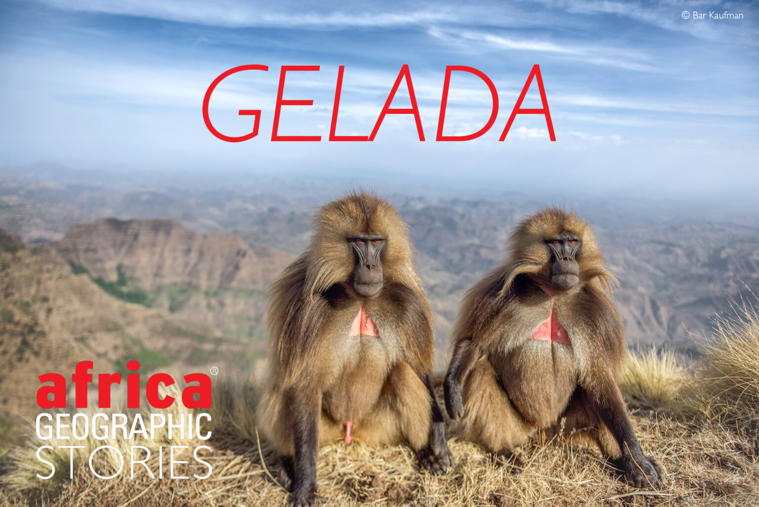 Gelada - Africa Geographic