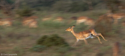 Impala - Africa Geographic