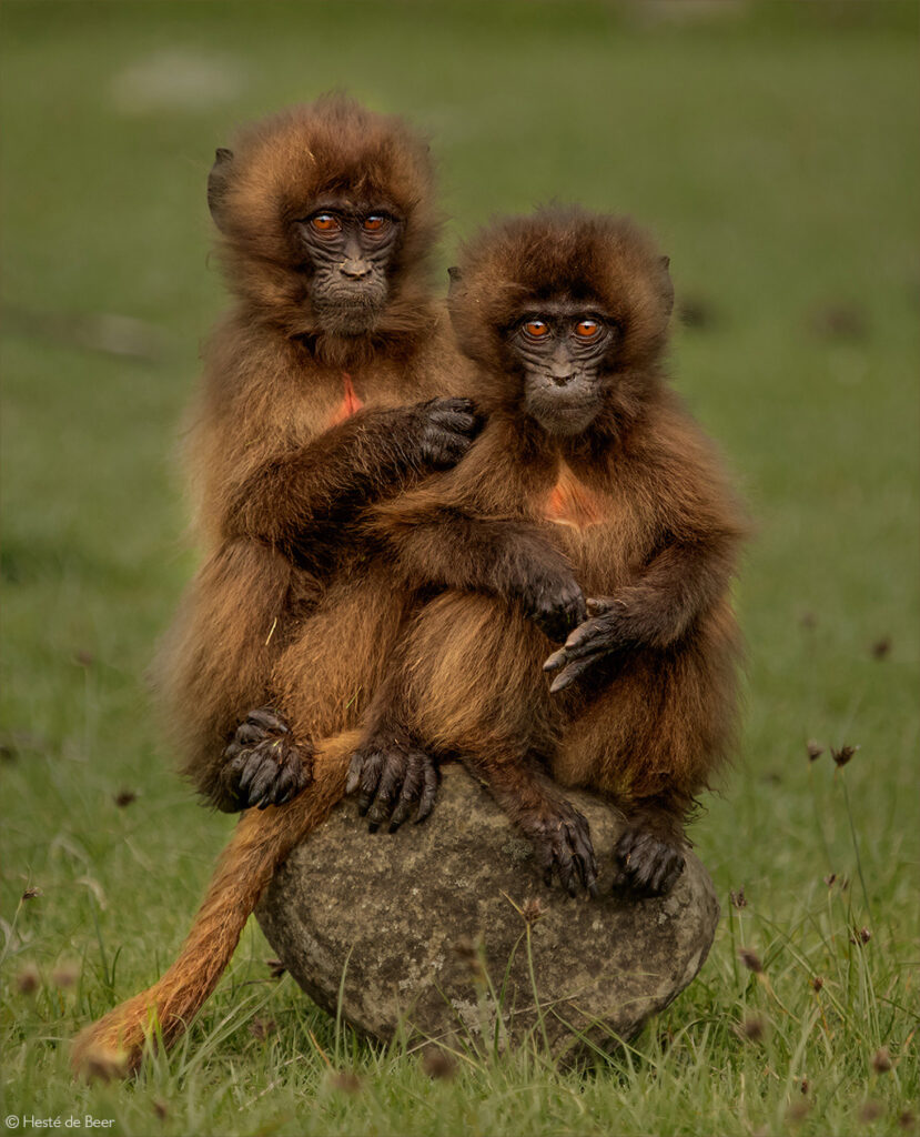 Gelada - Africa Geographic