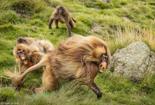 Gelada - Africa Geographic