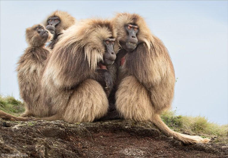 Gelada - Africa Geographic