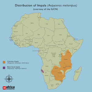 Impala - Africa Geographic