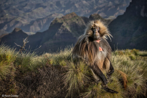 Gelada - Africa Geographic
