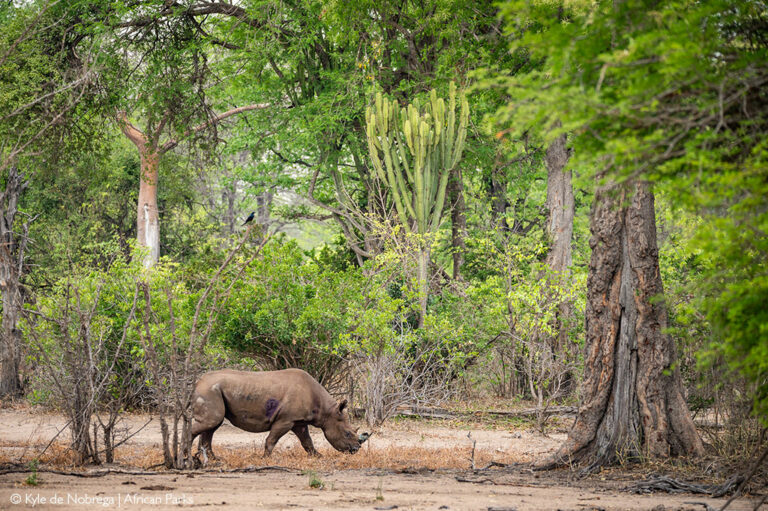 Liwonde National Park - Africa Geographic