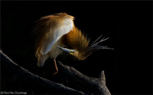 Photographer of the Year 2023 Weekly Selection: Week 1 - Africa Geographic