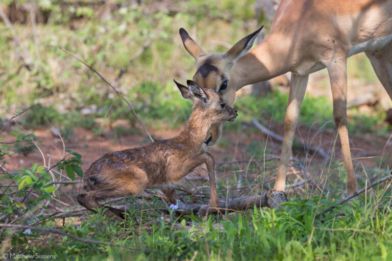 Impala - Africa Geographic