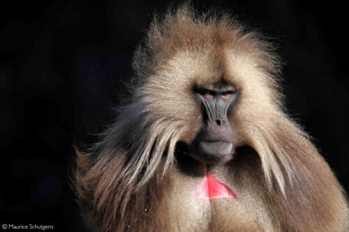 Gelada - Africa Geographic