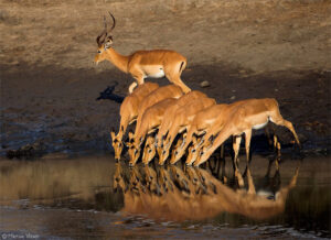 Impala - Africa Geographic