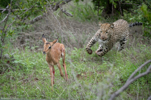 Impala - Africa Geographic