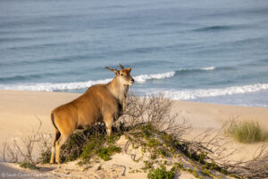 De Hoop Nature Reserve - Africa Geographic