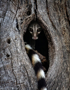 Genets of Africa - Africa Geographic