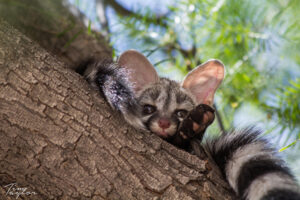Genets of Africa - Africa Geographic