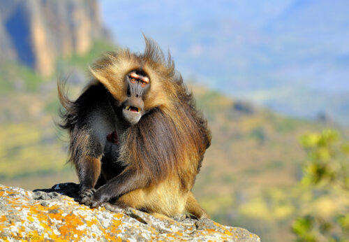 Gelada - Africa Geographic