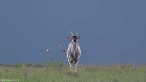 Eland - Africa Geographic