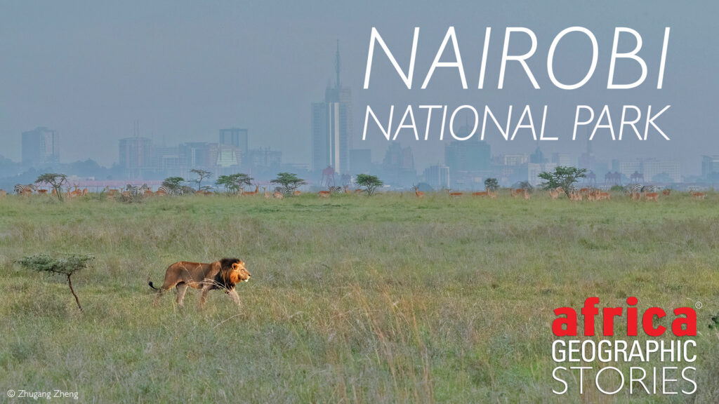 Nairobi National Park - Africa Geographic