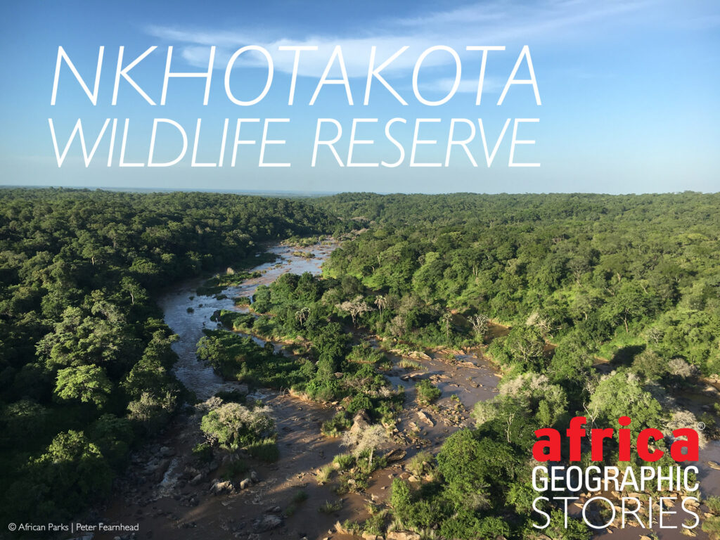 Nkhotakota Wildlife Reserve Archives - Africa Geographic