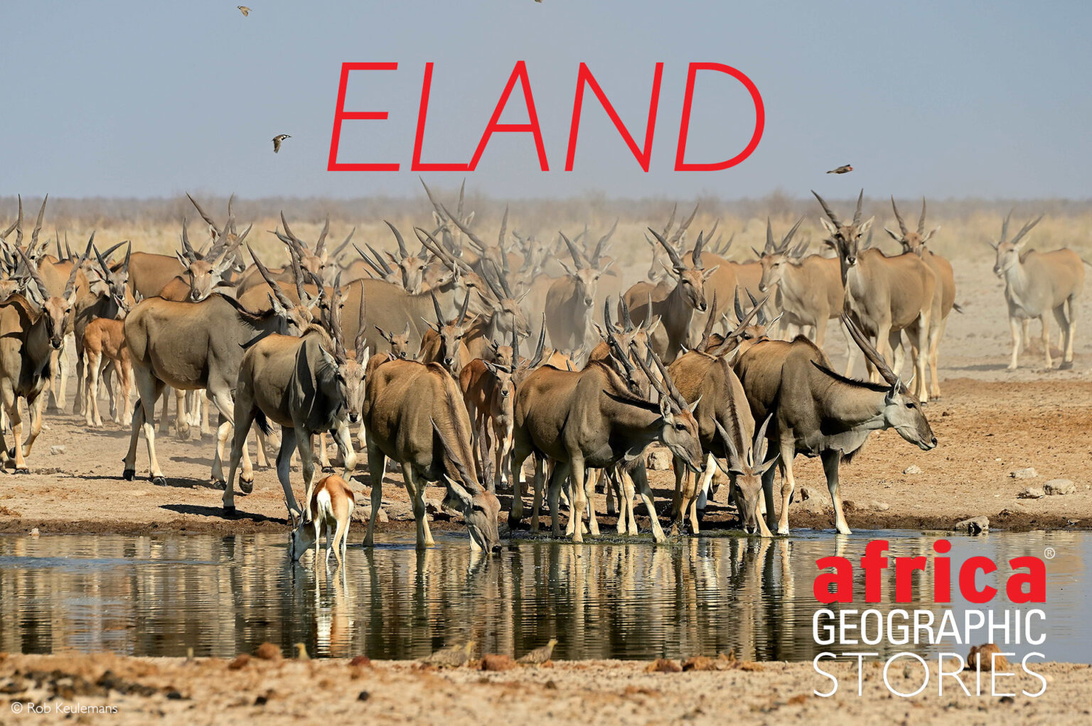 Eland - Africa Geographic