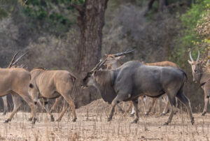 Eland - Africa Geographic