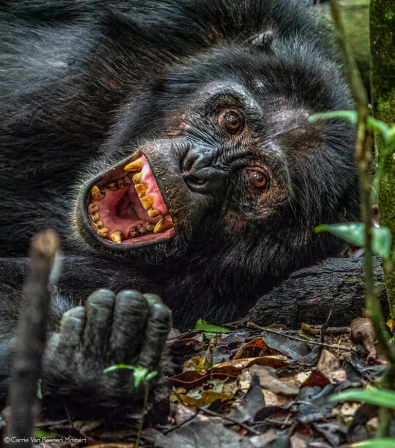 Photographer of the Year 2023 Weekly Selection: Week 4 - Africa Geographic