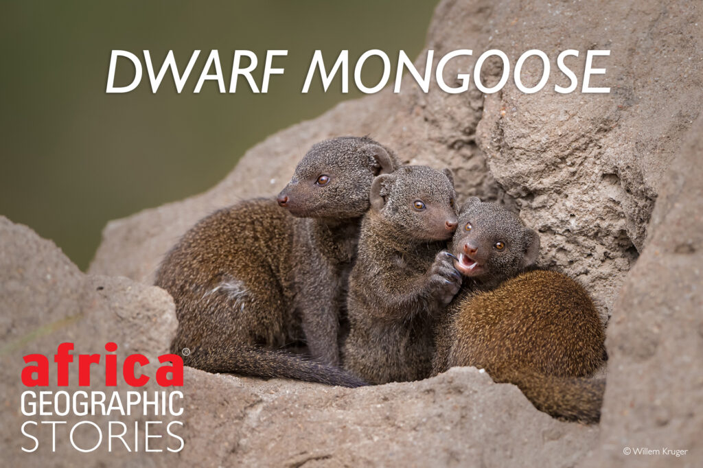 Dwarf mongoose - Africa Geographic
