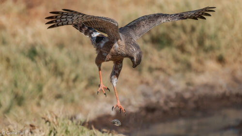 Photographer of the Year 2023 Weekly Selection: Week 7 - Africa Geographic
